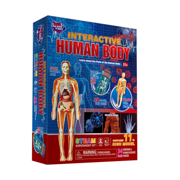 Cuerpo Humano Interactivo para Niños: Juego Educativo